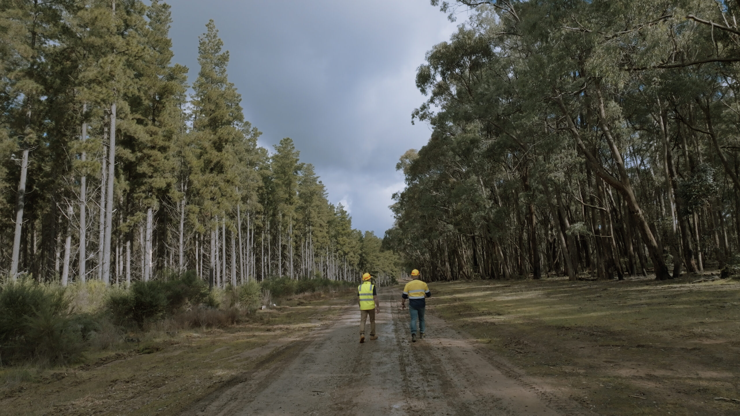 Champions of Wood - Victoria Wood